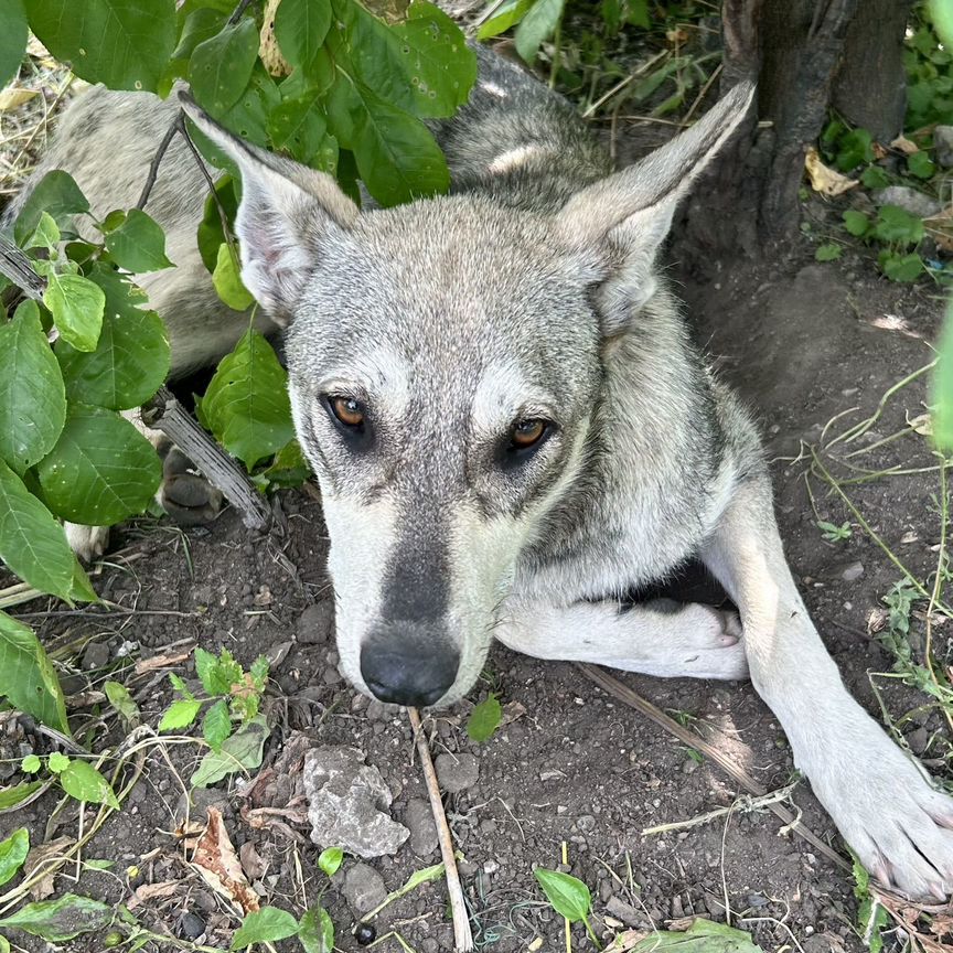Собака в добрые руки
