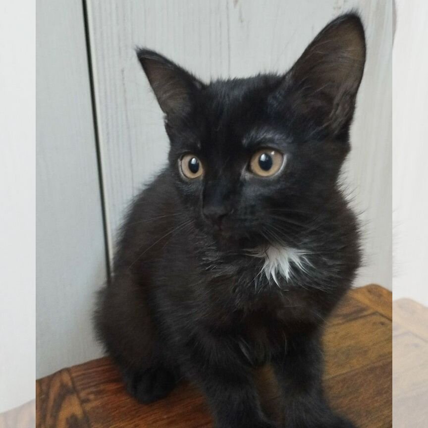 Ласковый котёнок в добрые руки