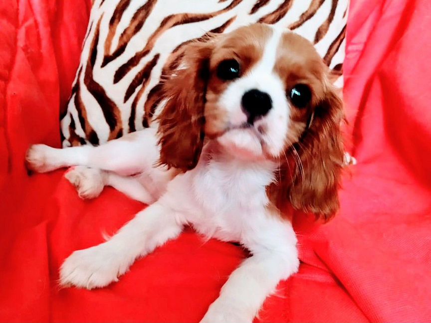 Малышка Кавалер Кинг Чарльз спаниель