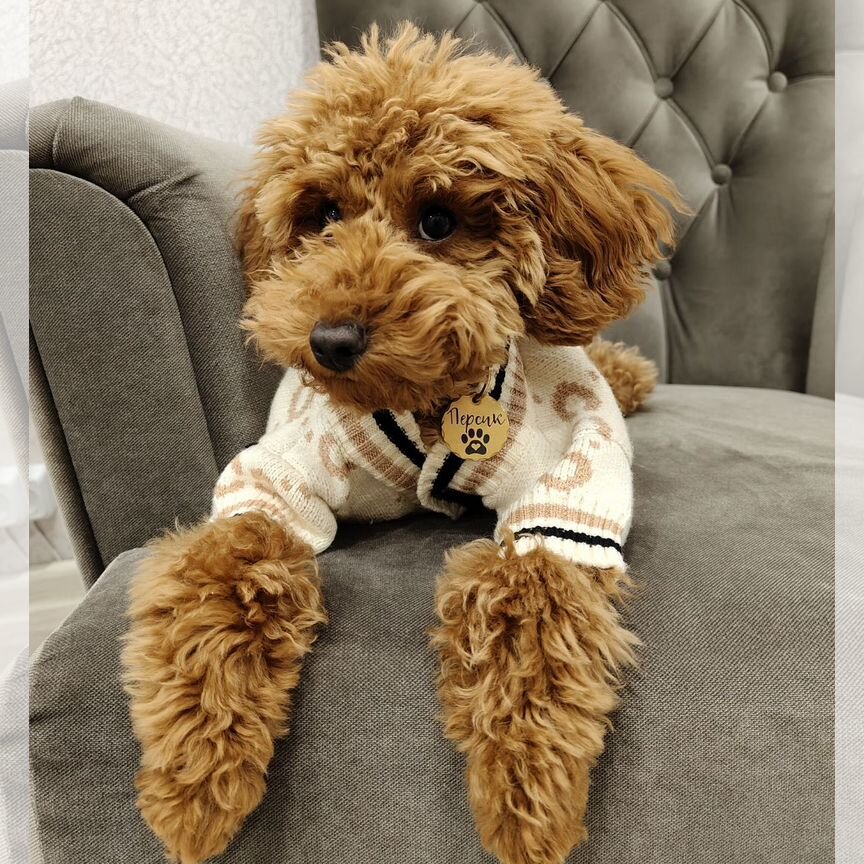 Той-пудель, щенок