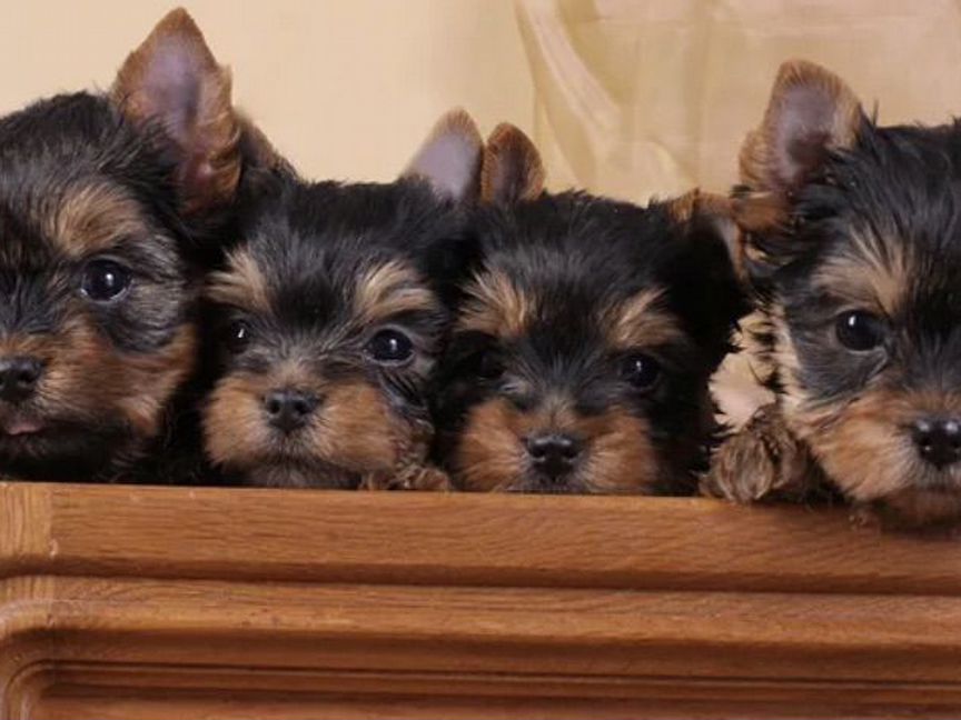 Йоркширский терьер