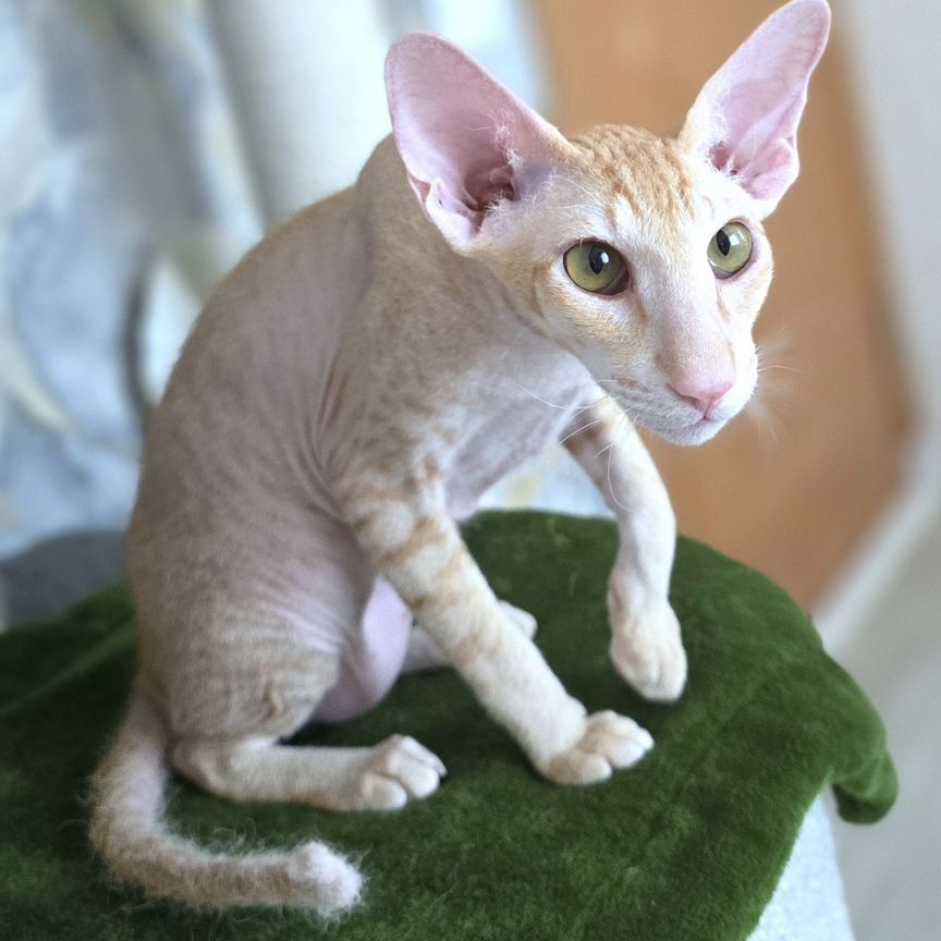 Котята сфинкса петерболд