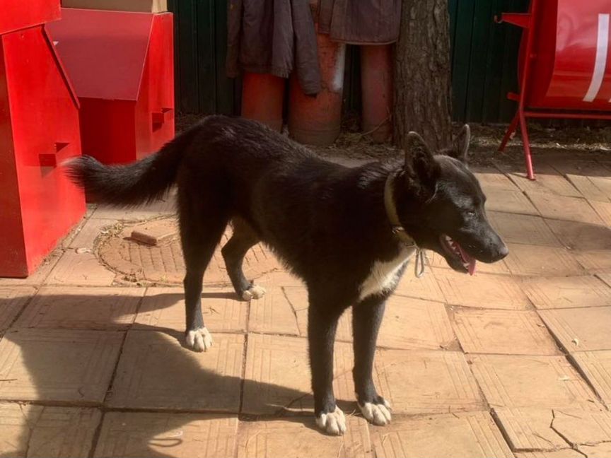 Собака в частный дом возраст 1 год