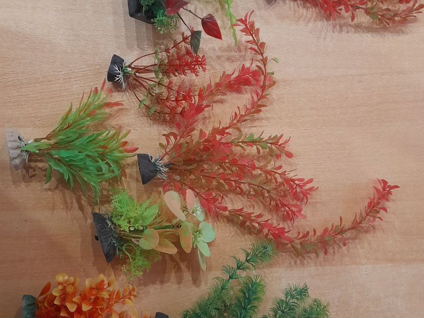 Растения для аквариума