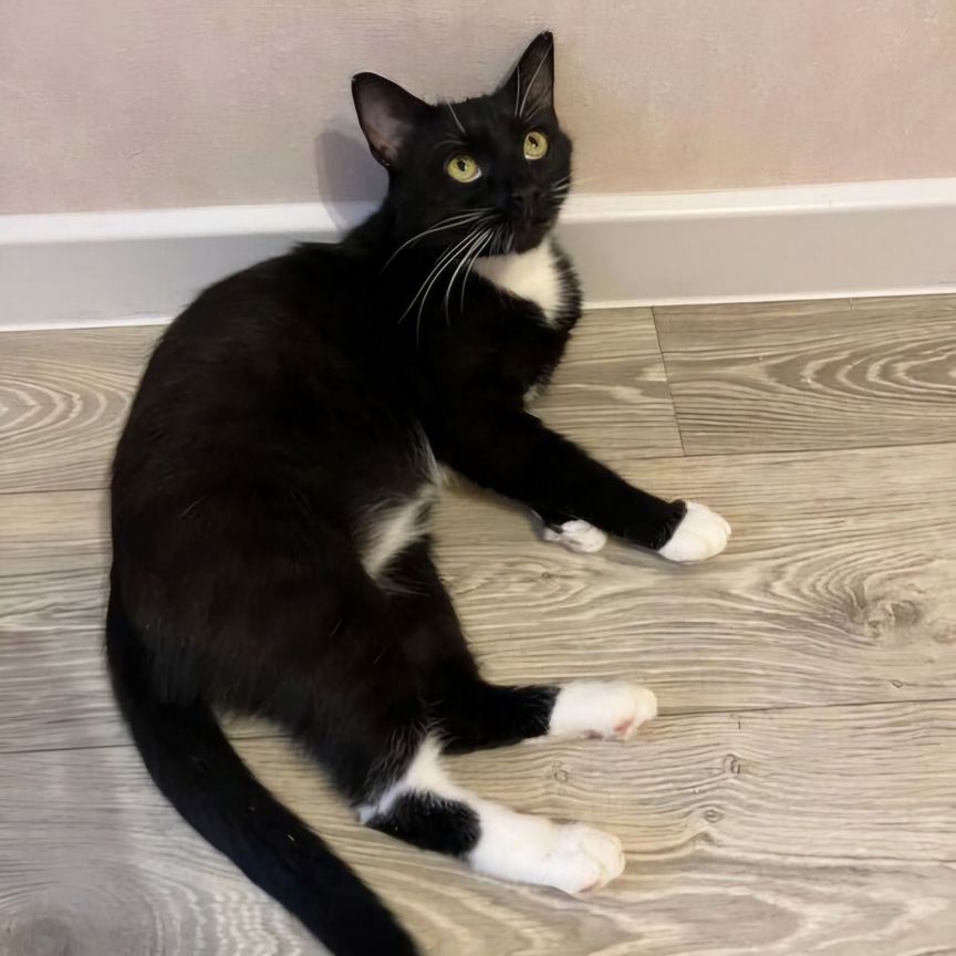 Самая ласковая кошечка в добрые руки