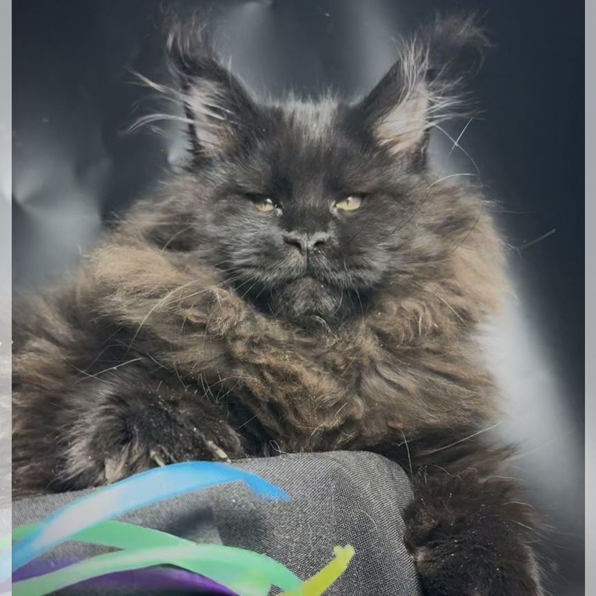 Мейн-кун котёнок