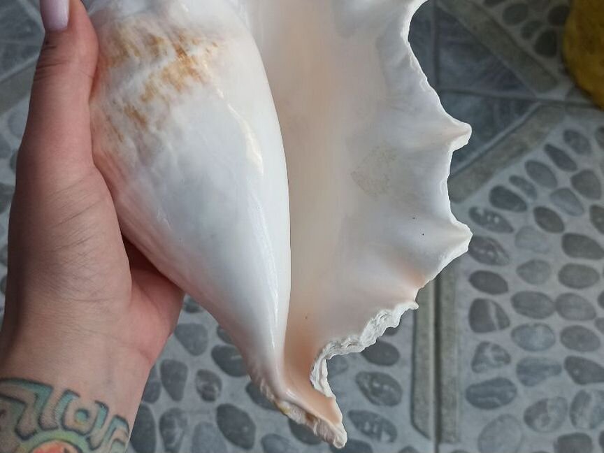 Морские ракушки