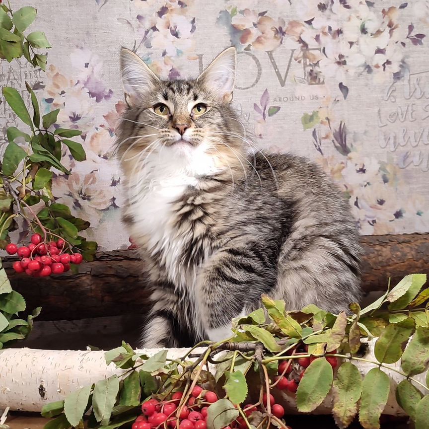 Норвежские лесные котята с документами