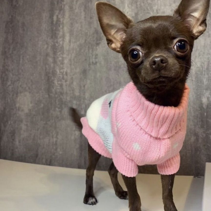 Чихуахуа в добрые руки