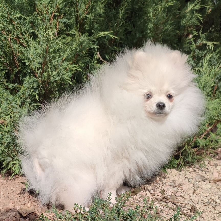 Померанский шпиц