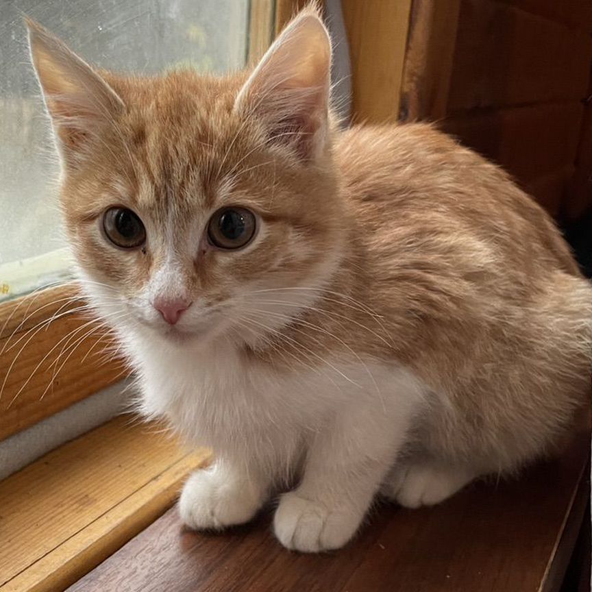 Котёнок в добрые руки