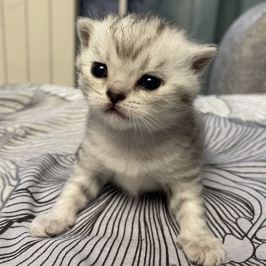 Шотландские котята
