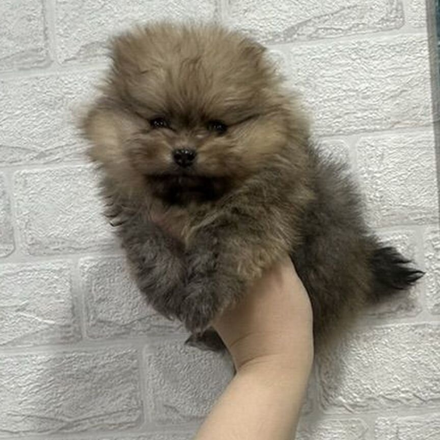 Маленький медведь 1 мес щенок шпица