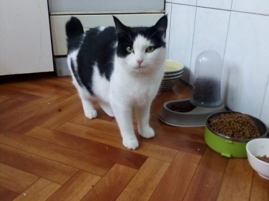 Котенок