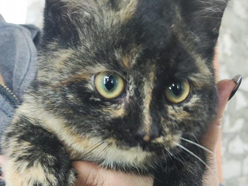 Британские котята (метис) продам