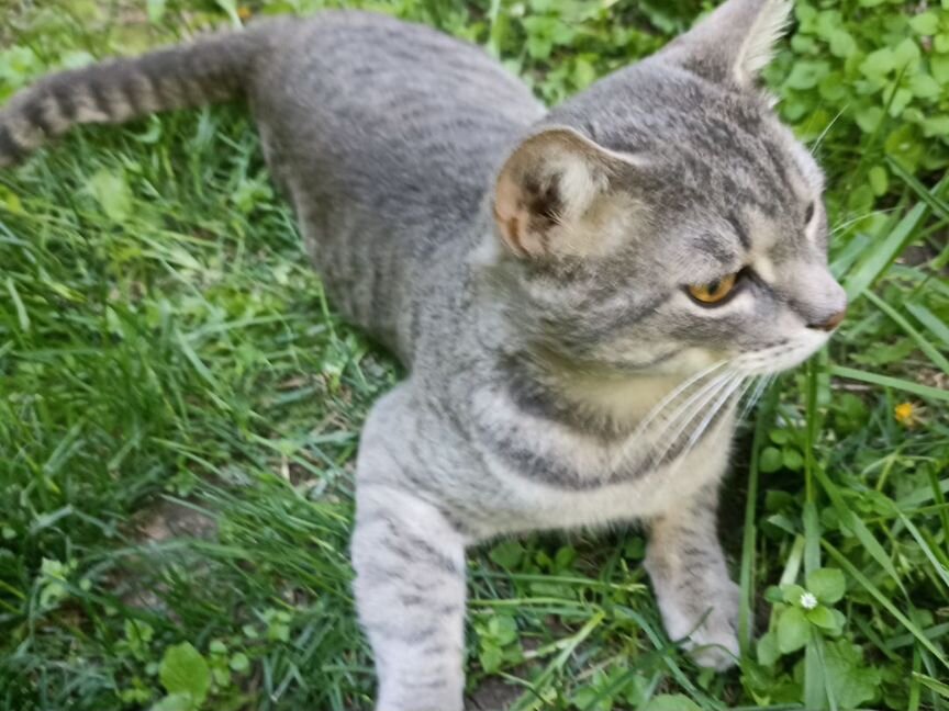 Тарасик. Молодой котик, 1 год