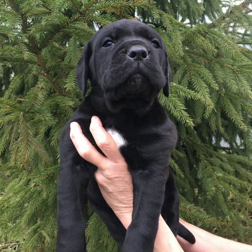 Щенки кане корсо