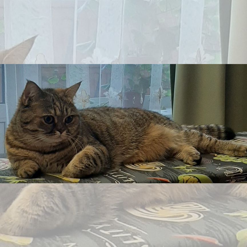 Шотландская прямоухая кошка бесплатно