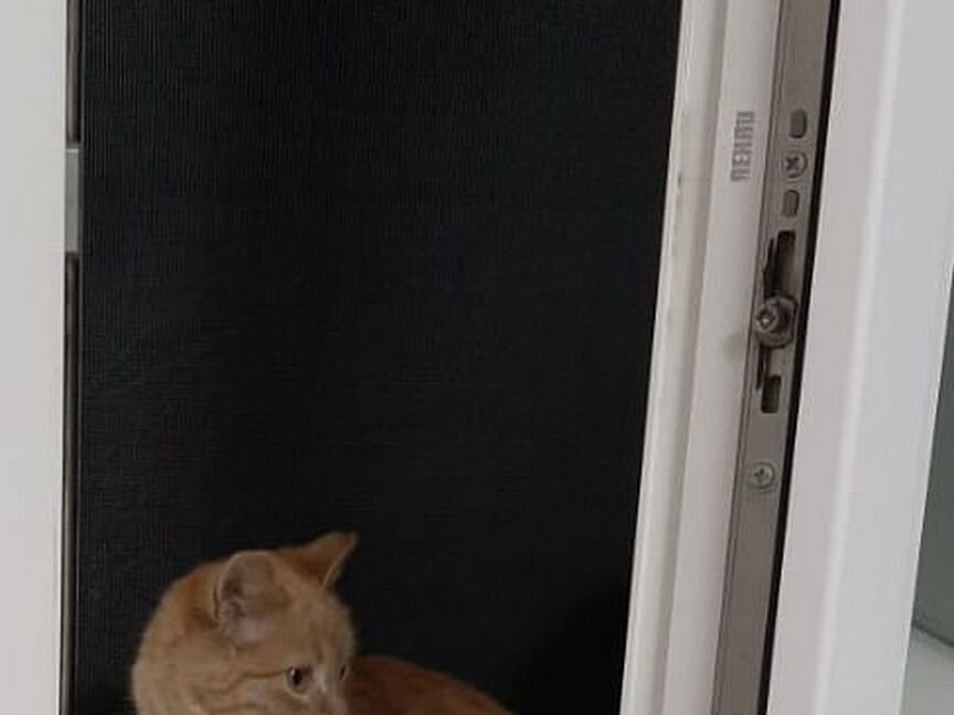 Котенок в добрые руки