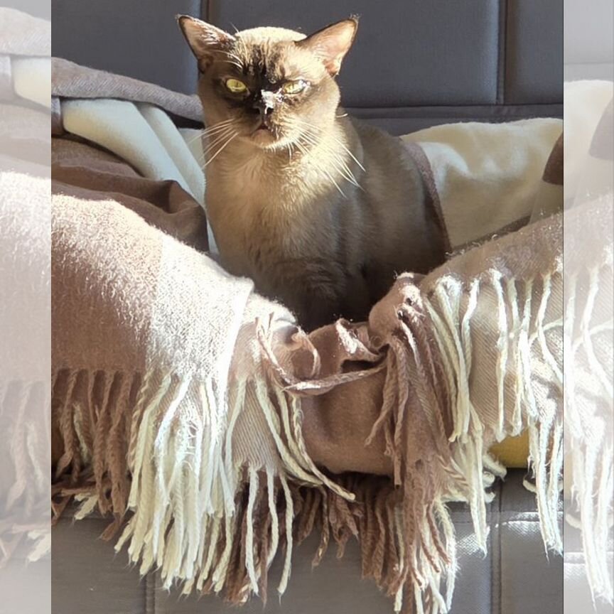 Бурманский кот