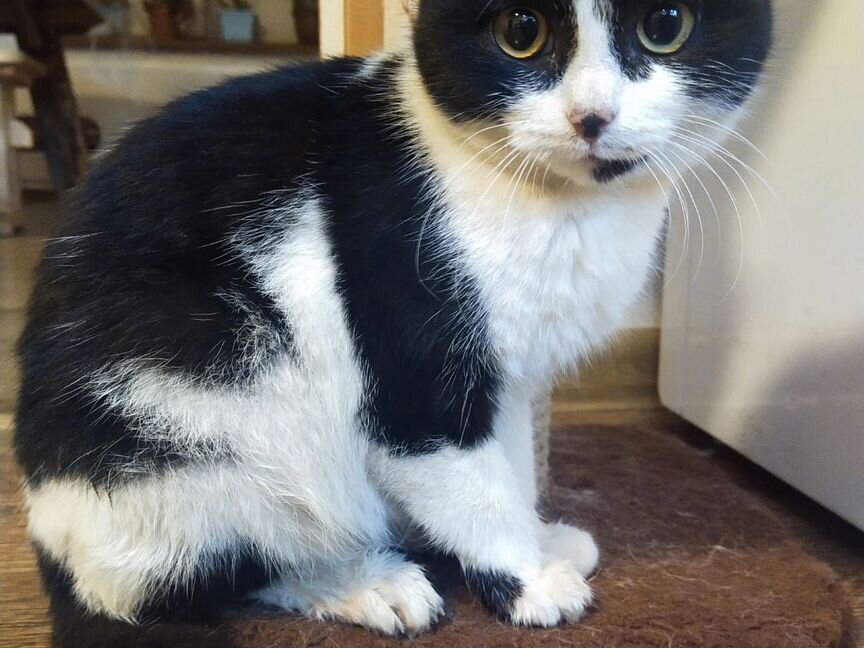 Кошки в добрые руки бесплатно