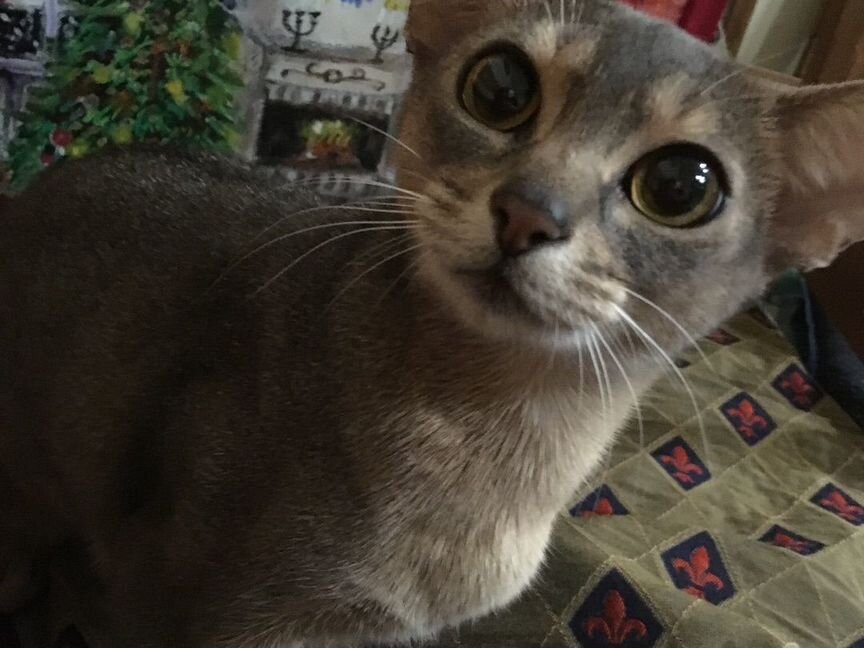 Абиссинская кошка бесплатно