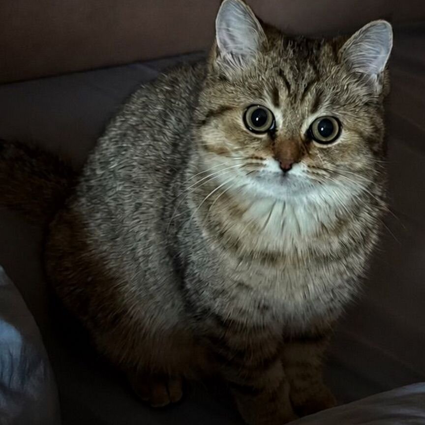 Британский короткошёрстный котёнок