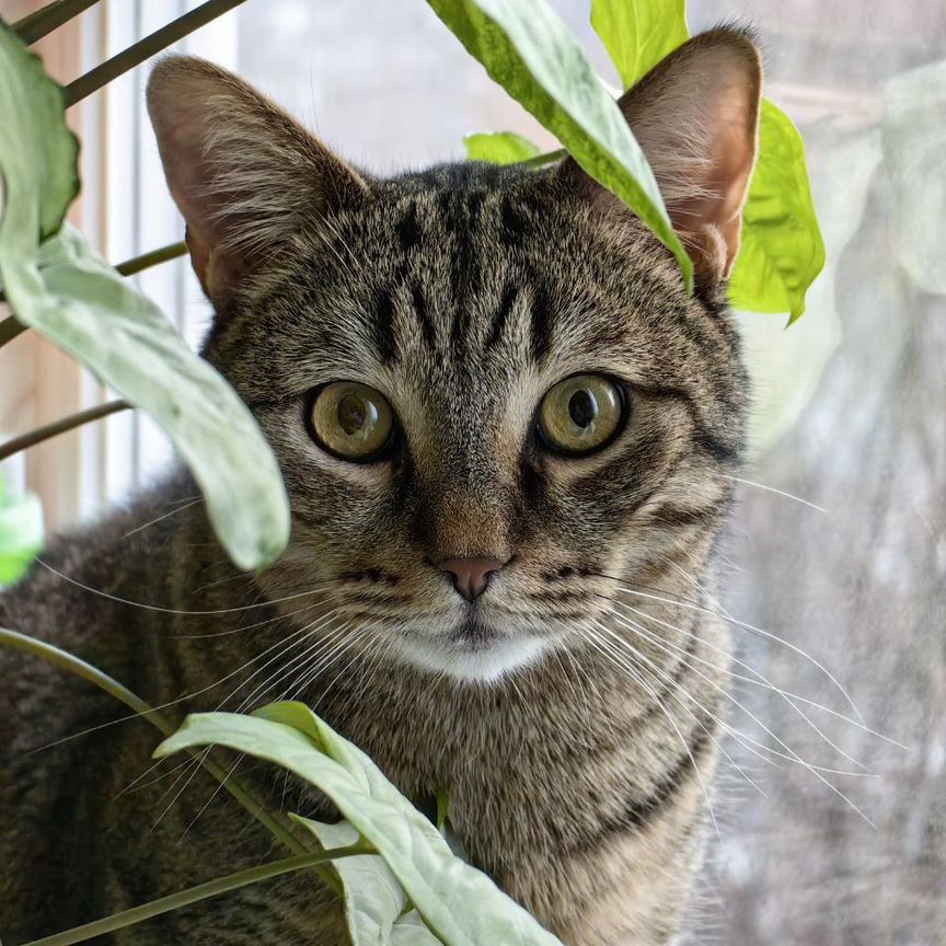Отдам бесплатно кота