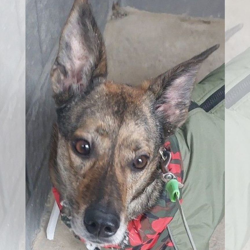 Взрослая собака в добрые руки