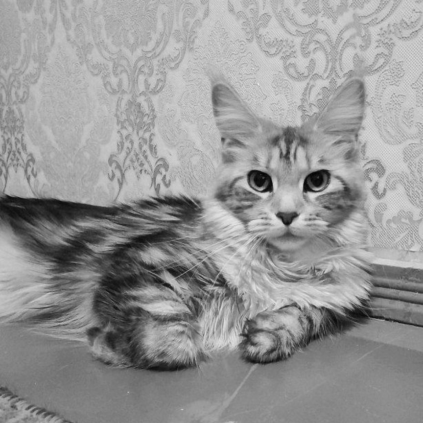 Кошка майкун