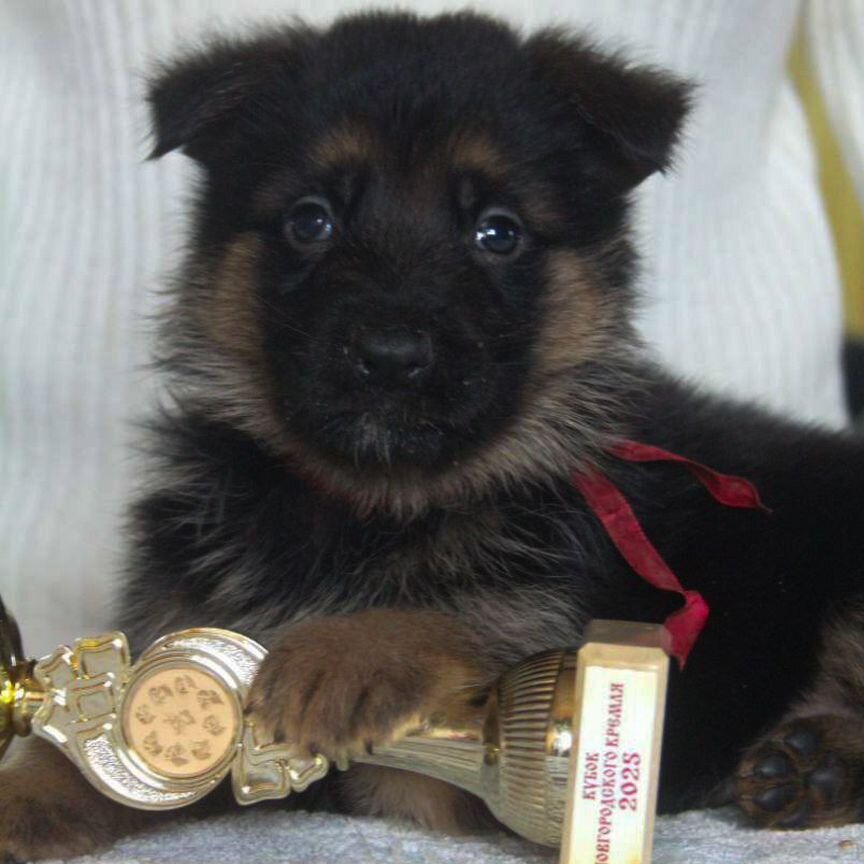 Немецкая овчарка, щенок