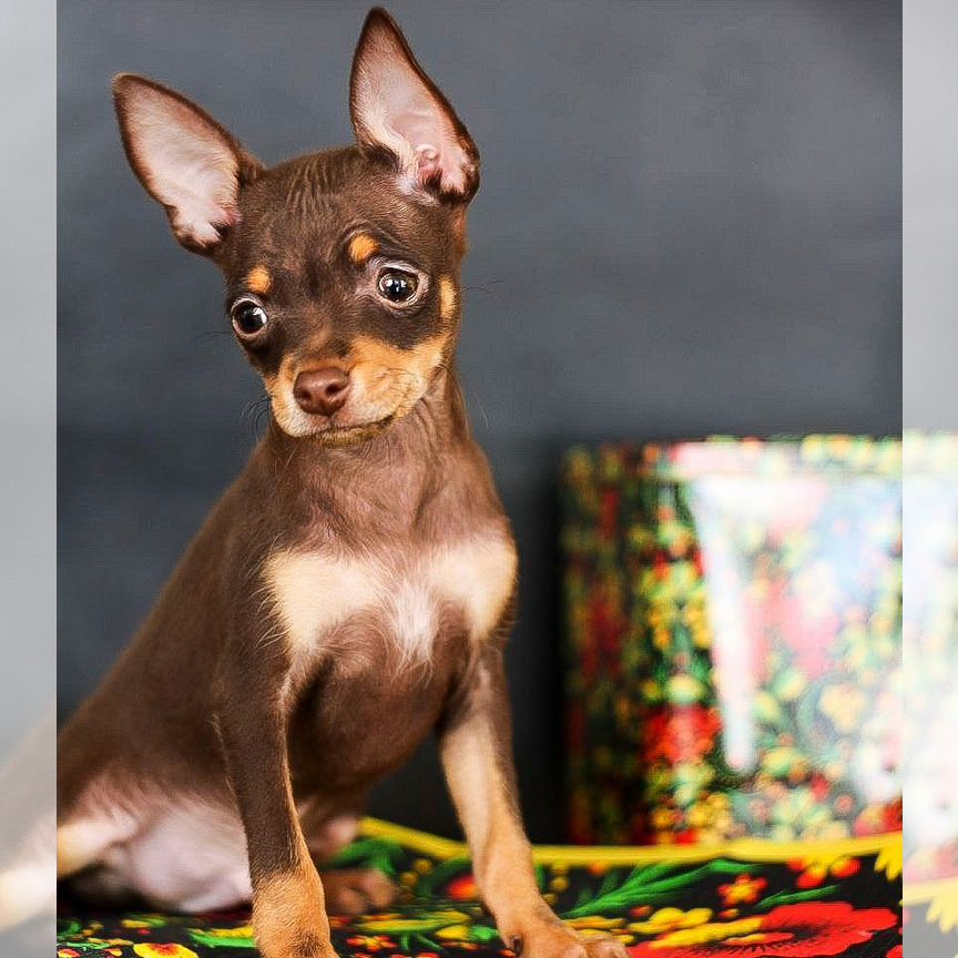 Русский той-терьер, щенок