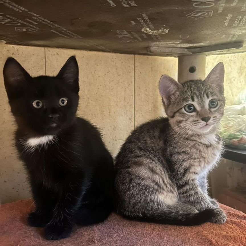 Котята, симпатичные