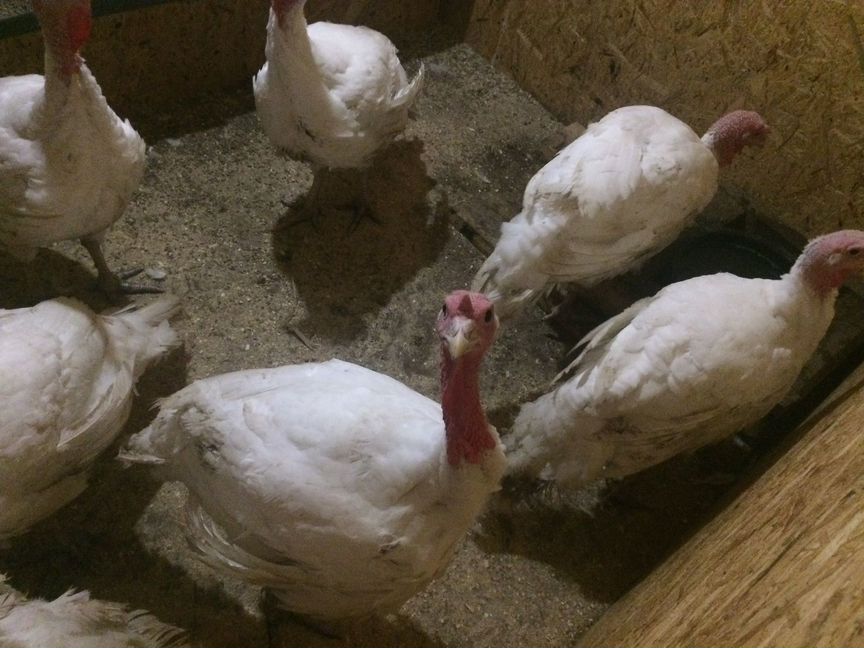 Индюки индюшата