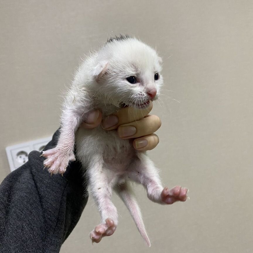 Котенка в добрые руки