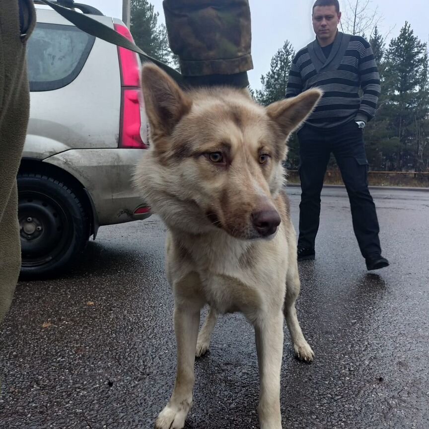 Метис хаски