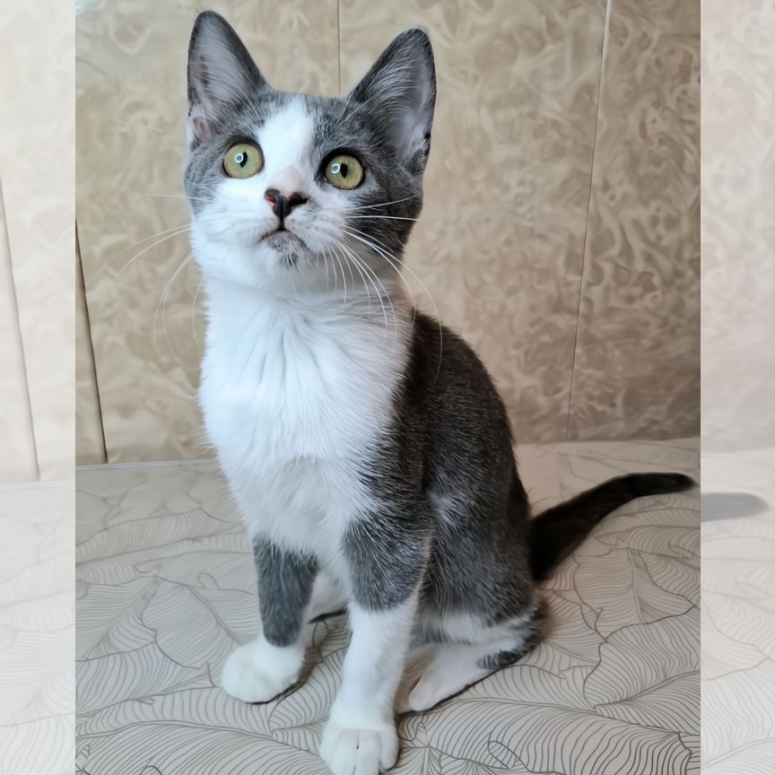 Котёнок в добрые руки