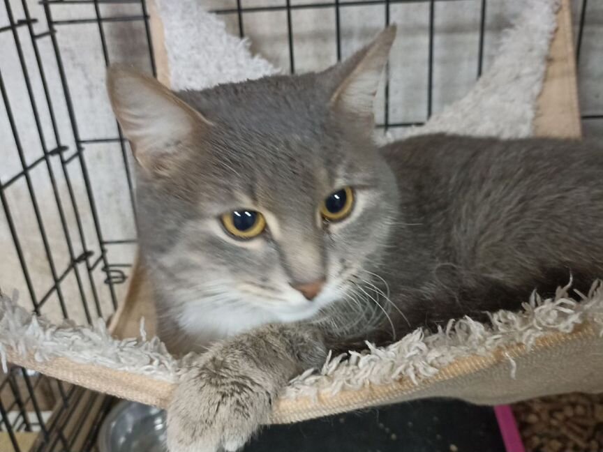 Молодой котик