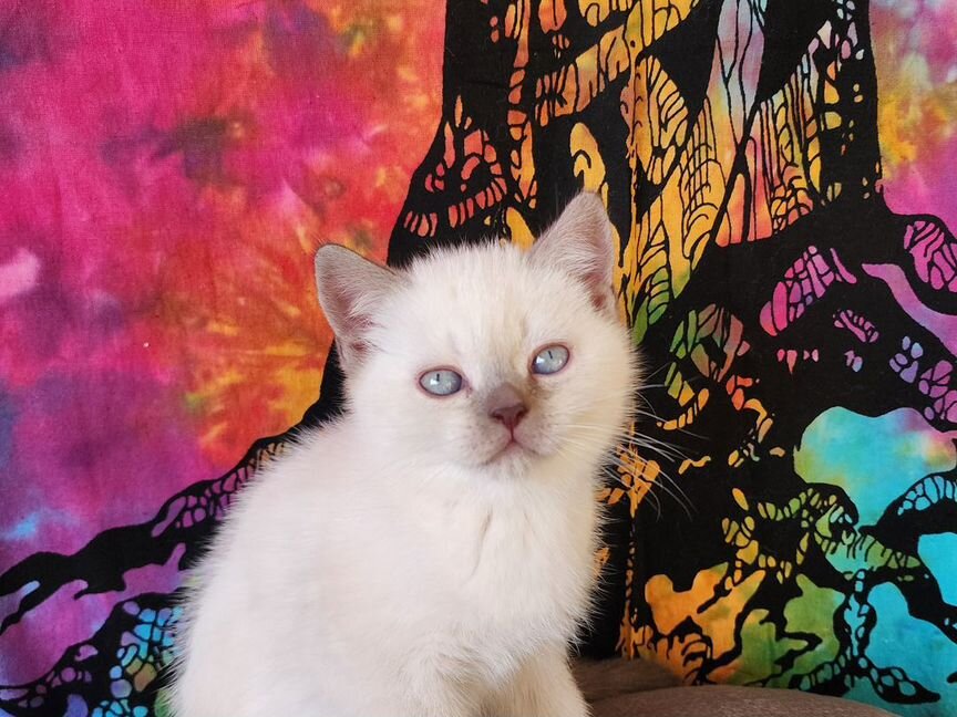Шотландские прямоухие котята