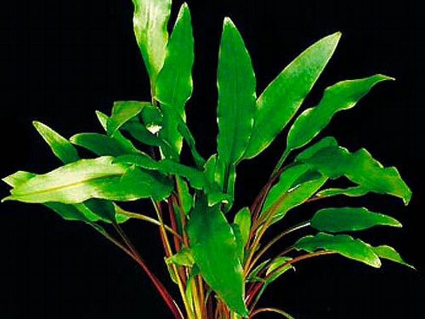 Криптокорина Валкера (Cryptocoryne walkeri)