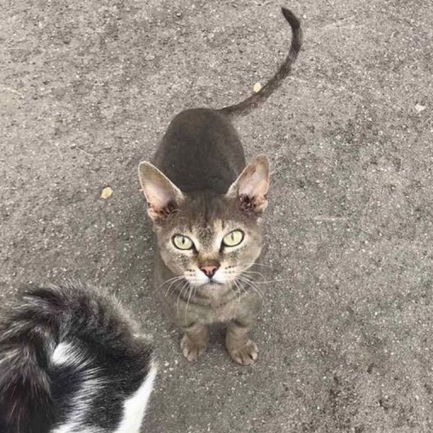 Котик