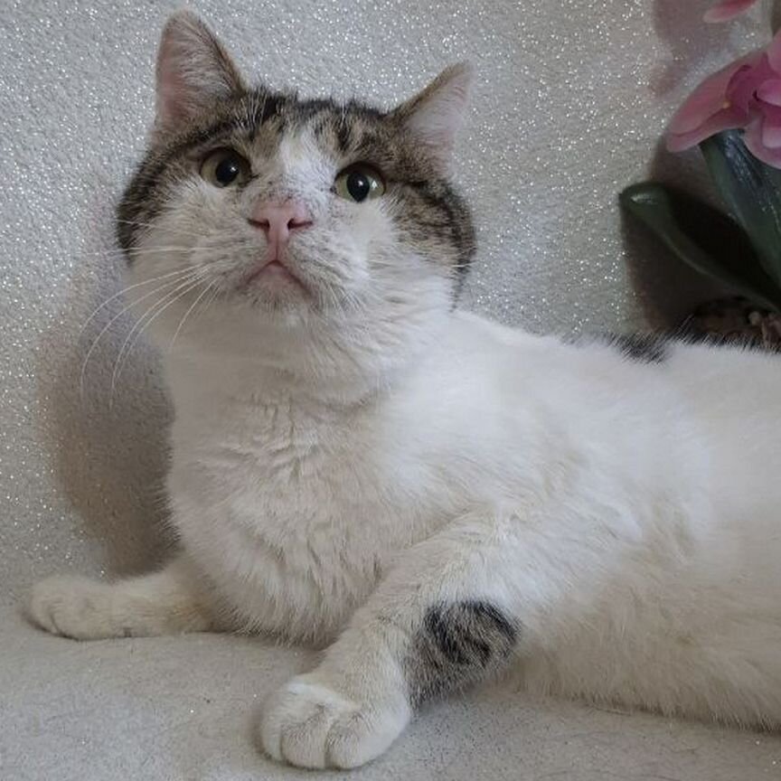 Взрослый кот в добрые руки