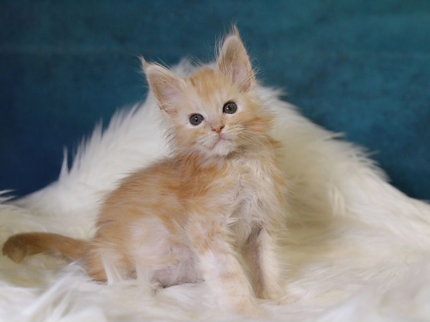 Котята мейн-кун