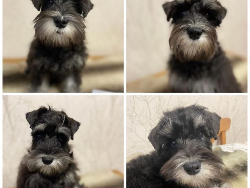 Цвергшнауцер щенки