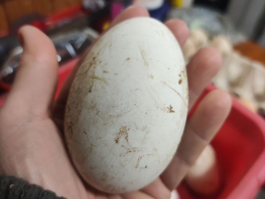 Яйцо гусиное пищевое