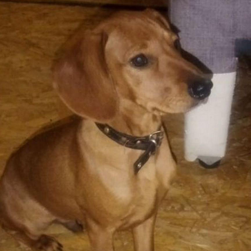 Карликовая такса