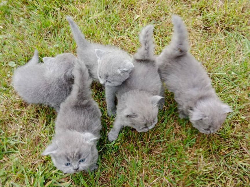 Британские котята вислоухие и прямоухие
