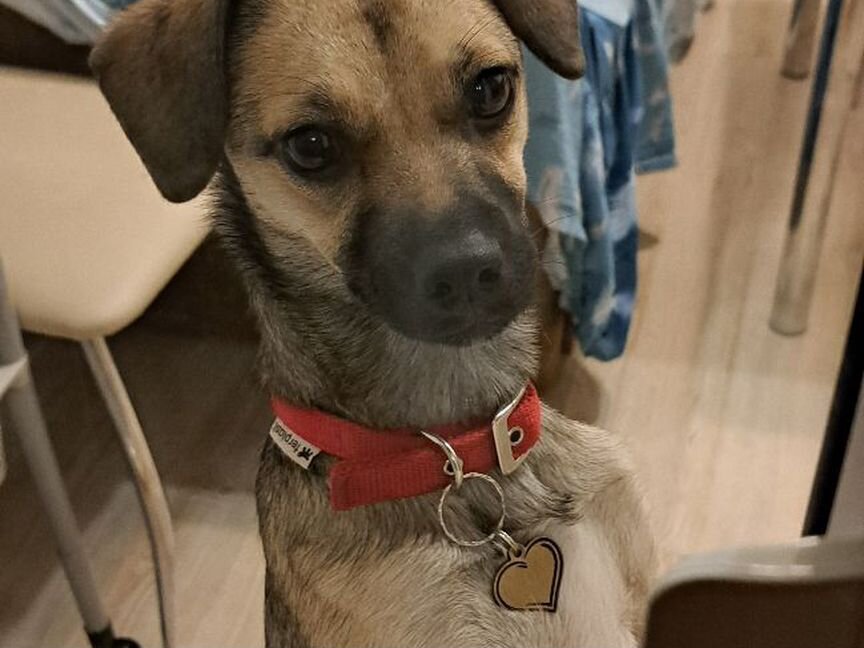 Маленькая собачка ищут дом (девочка)