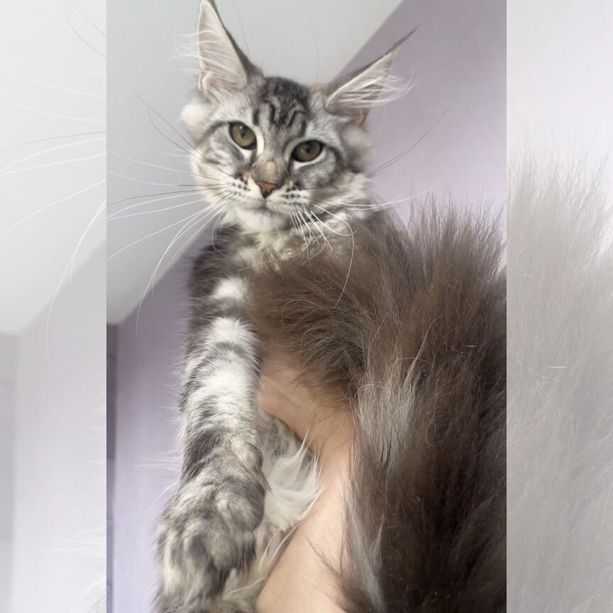 Мейн-кун котёнок