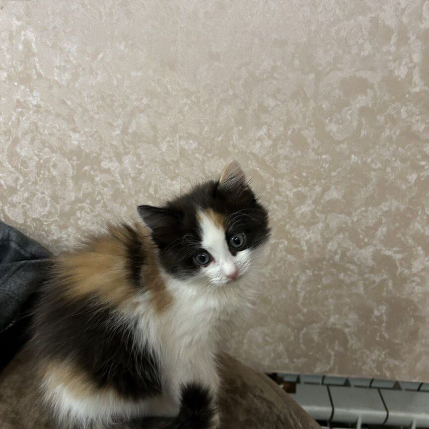 Маленькие котята в добрые руки